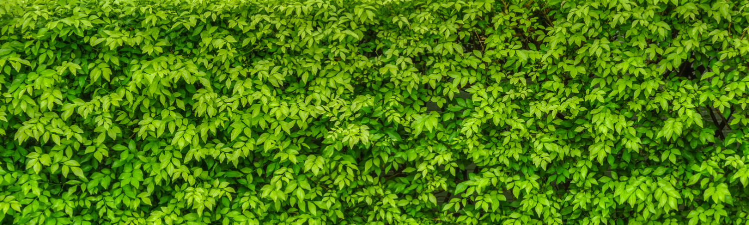 When to Trim Hedges in Australia - Paul's Mowing Melbourne